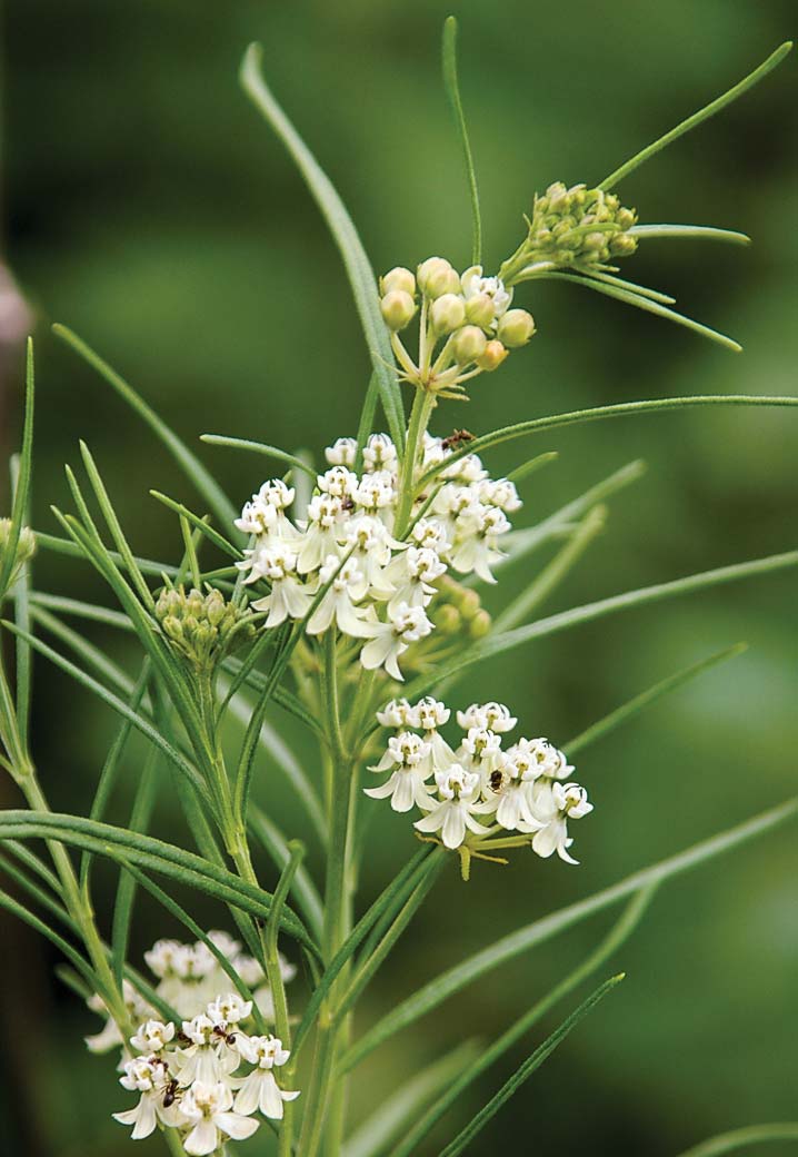 Milkweed Varieties